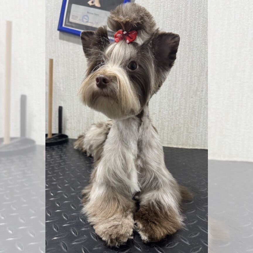 Йоркширский терьер, щенок