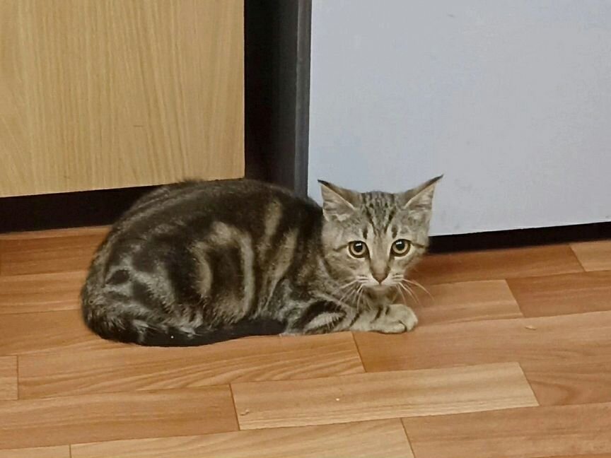 Мраморные котята