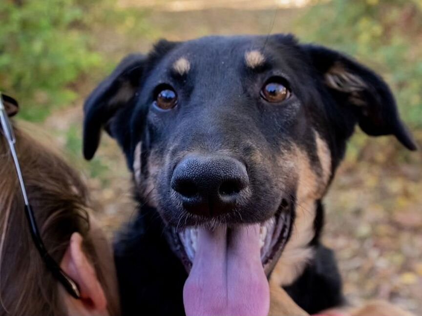 Шейла ищет своего Человека