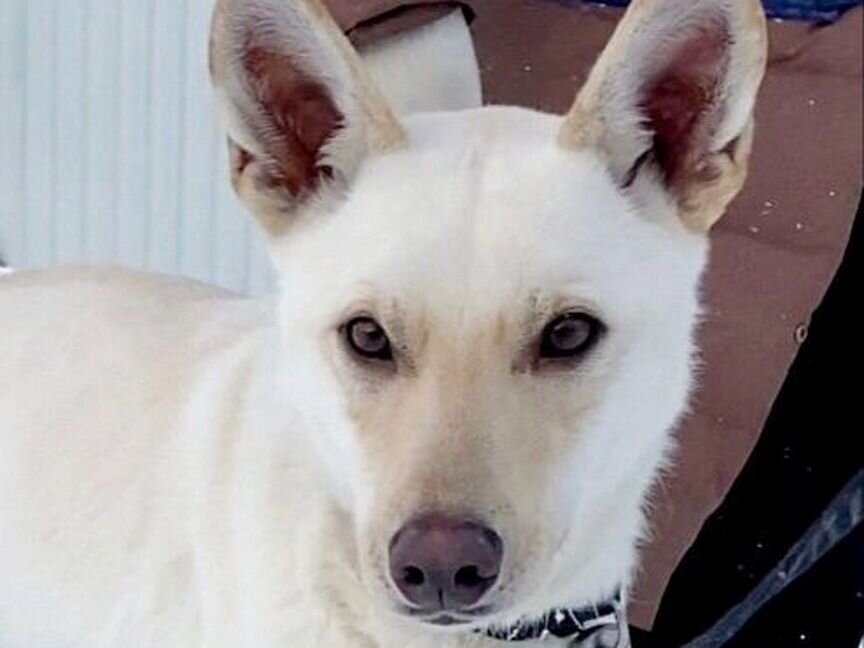 Помогите Ричи стать домашним