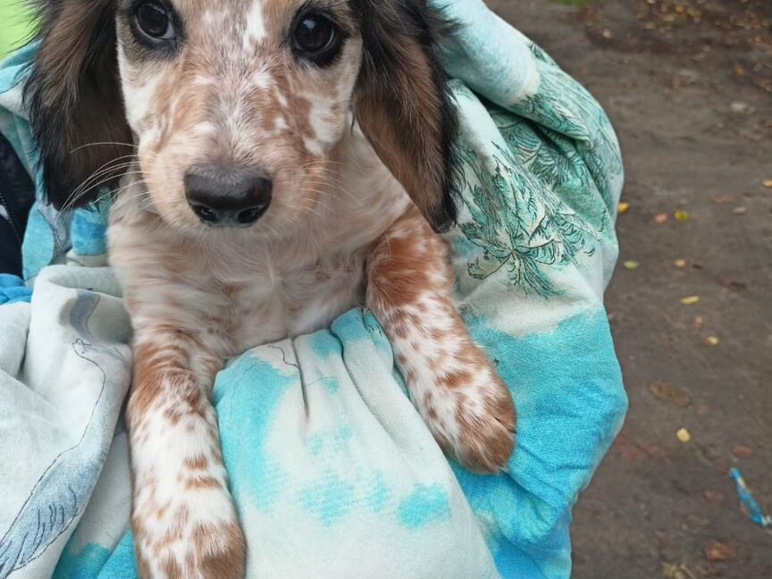 Собаки кокер спаниель русский