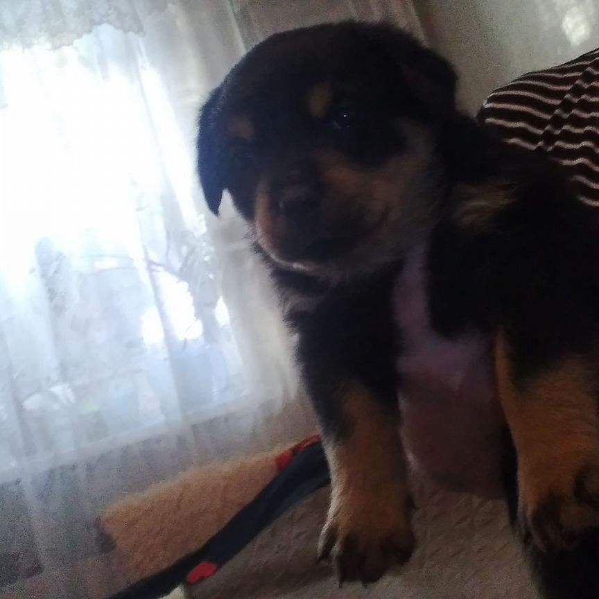 Маленькое чудо