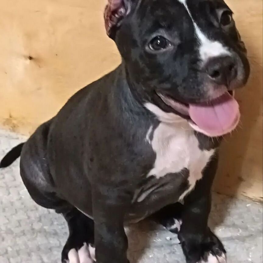 Американский стаффордширский терьер, щенок