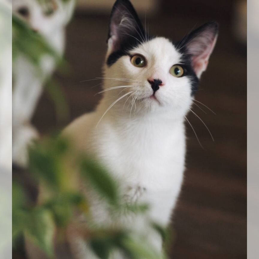 Милый ребенок котенок