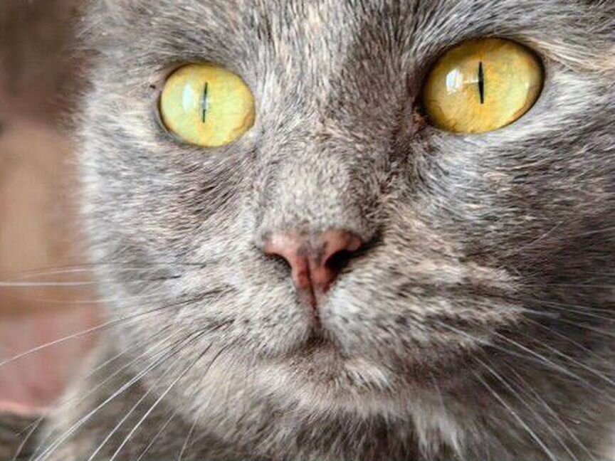 Красотка с янтарными глазами