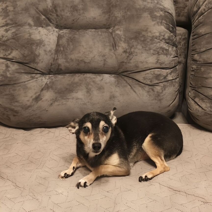 Английский той-терьер, взрослый пёс