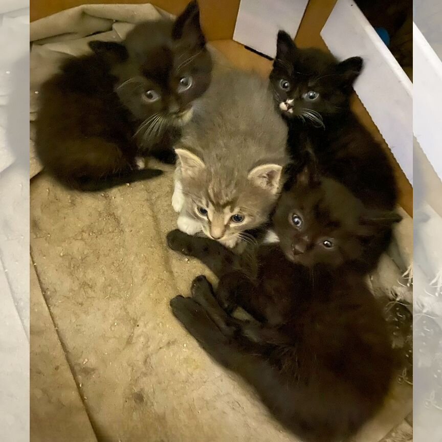 Котёнок в добрые руки