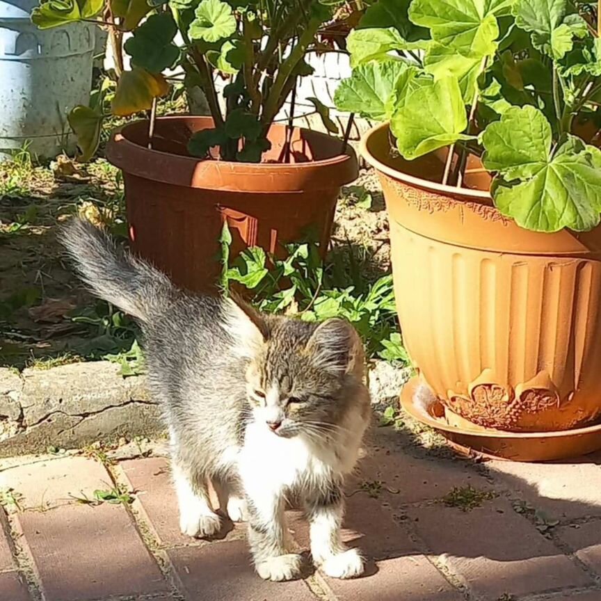 Котик ищет дом