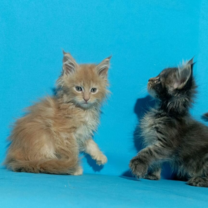 Котята мейн-кун