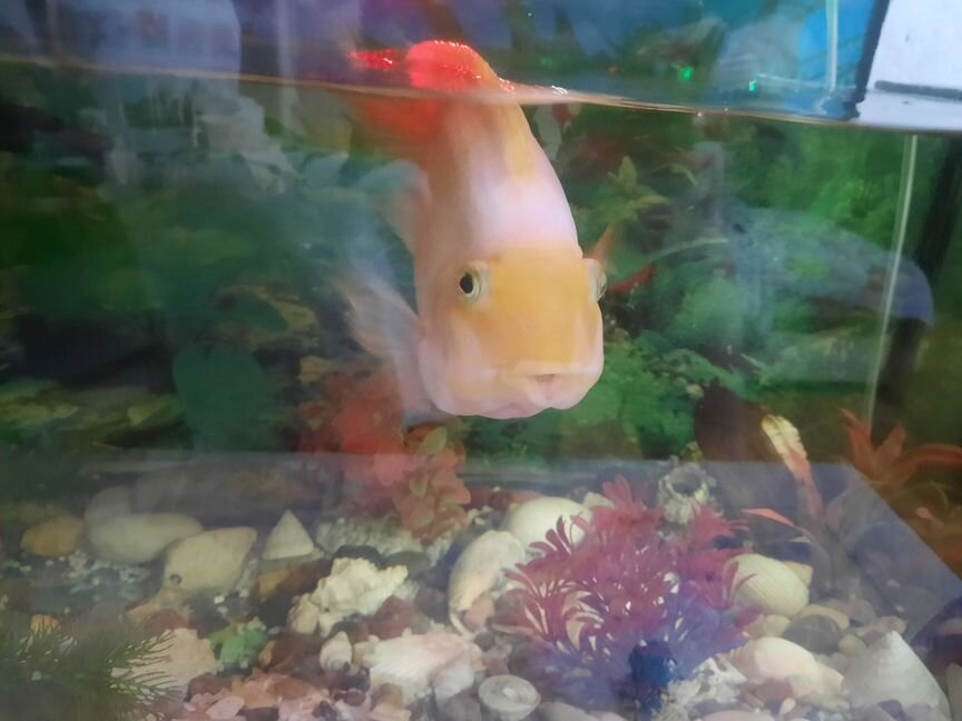 Отдам бесплатно аквариуми рыб