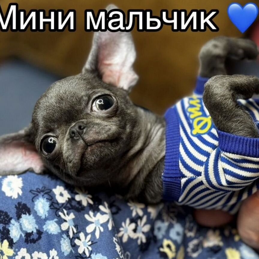 Чихуахуа мальчик голубого окраса
