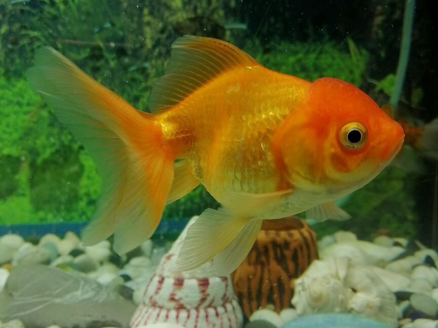Золотая рыбка оранда