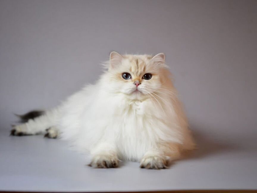 Британская золотая шиншилла