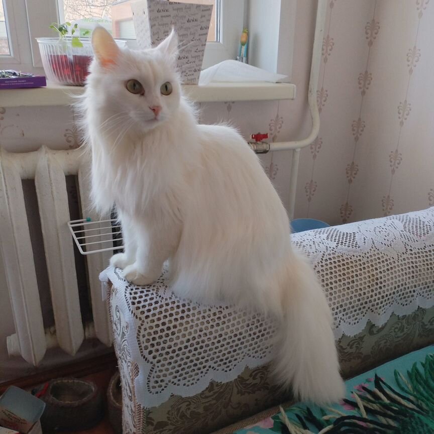 Кошки в добрые руки бесплатно