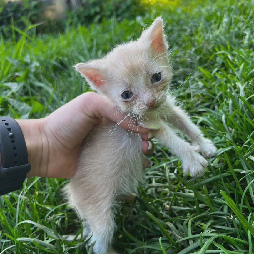 Котята ищут дом или передержку