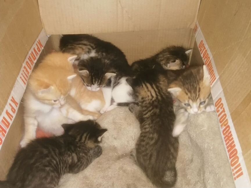 Котята