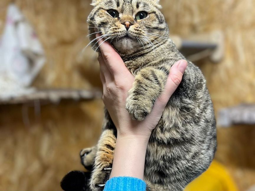 Кошка крошка из приюта