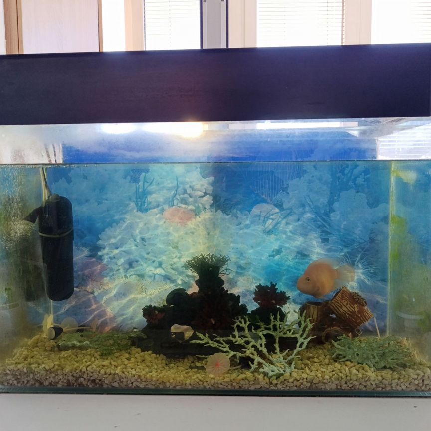 Аквариум с желтым попугаем