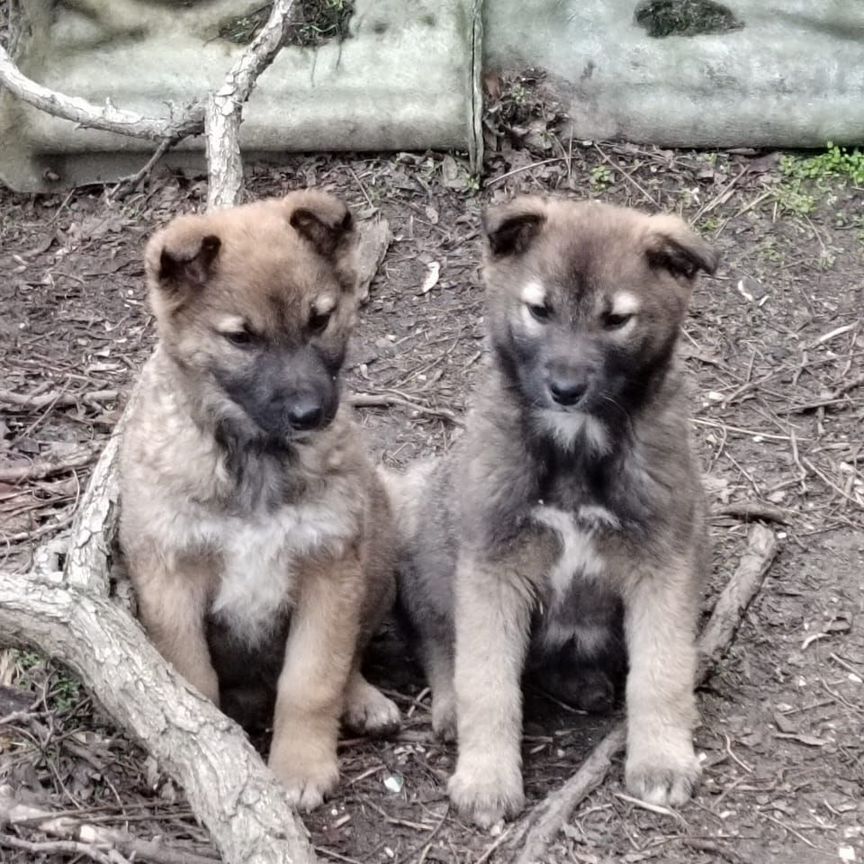 Щенки ищют дом