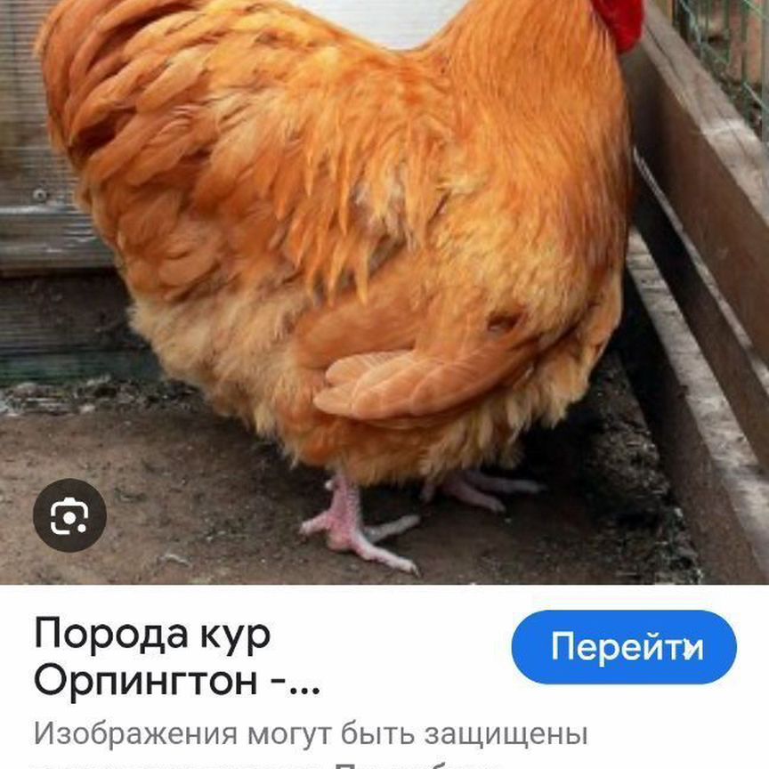 Молодые петухи. Орпингтон