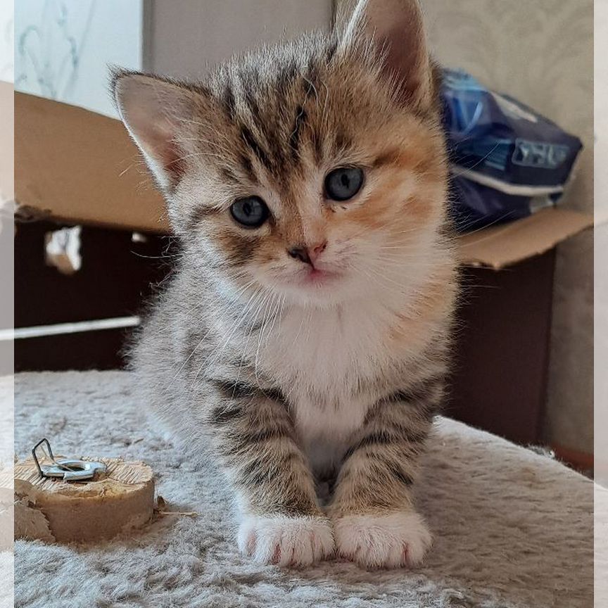 Шотландский вислоухий короткошёрстный котёнок