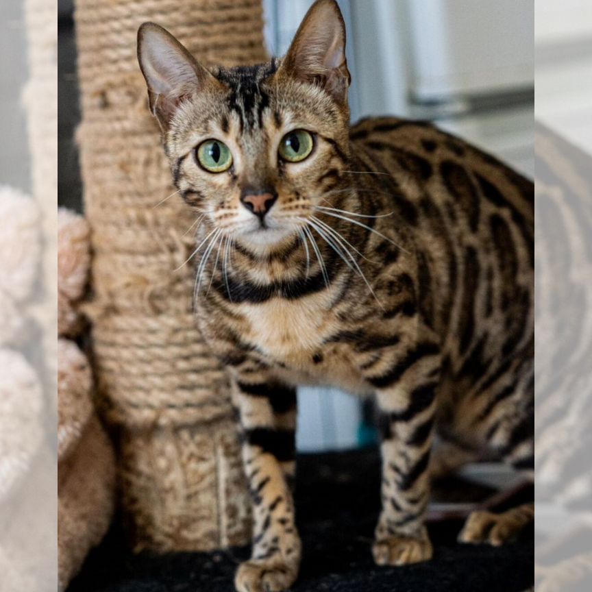 Бенгальская, взрослая кошка