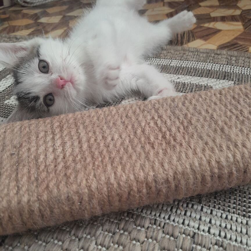 Котенок