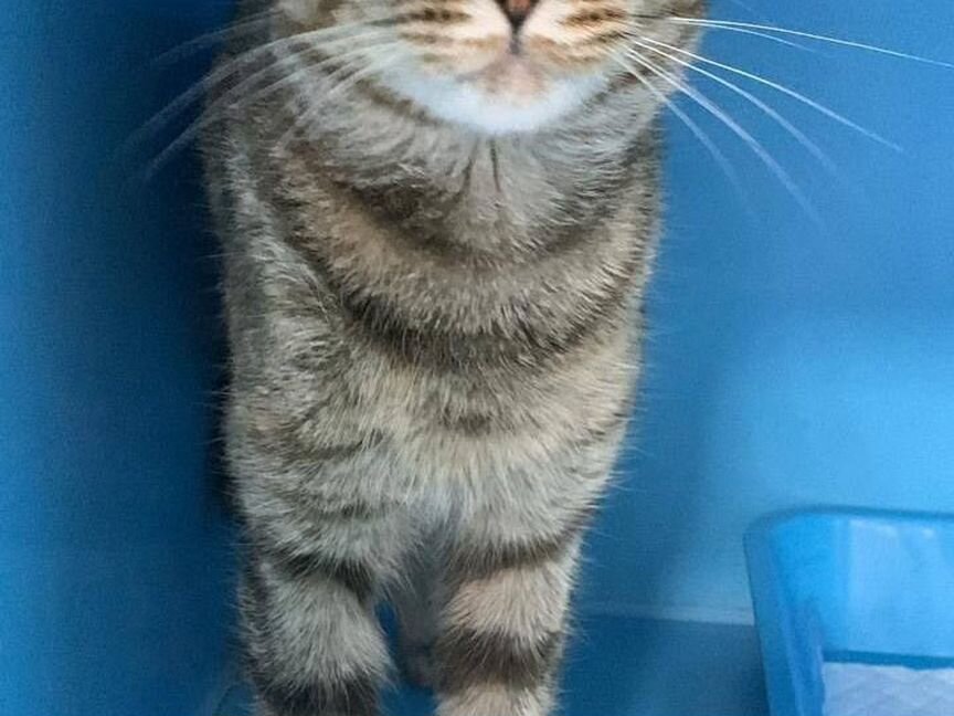 Полосатая кошка - заметьте ласковую кошечку