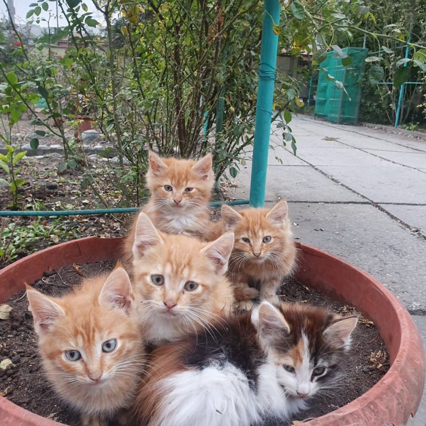 Котята девочки метис мейн-кун