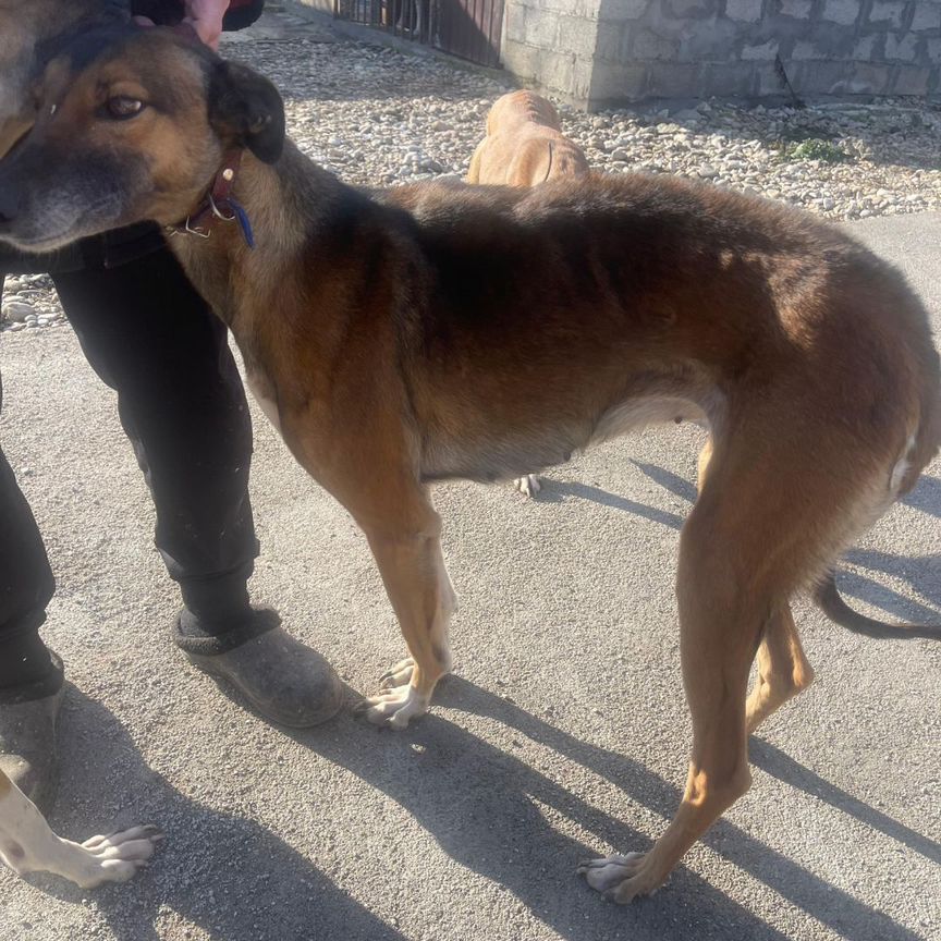 Хортая борзая