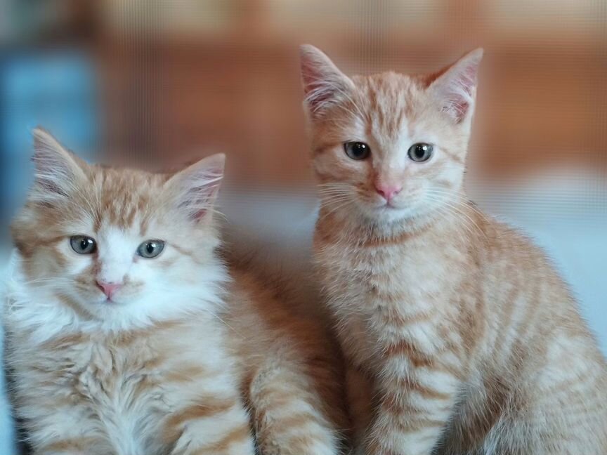 Рыжие чудесные котята