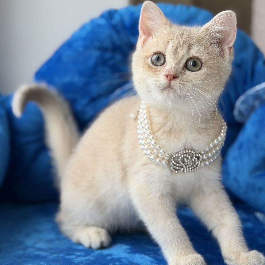 Британский короткошёрстный котёнок