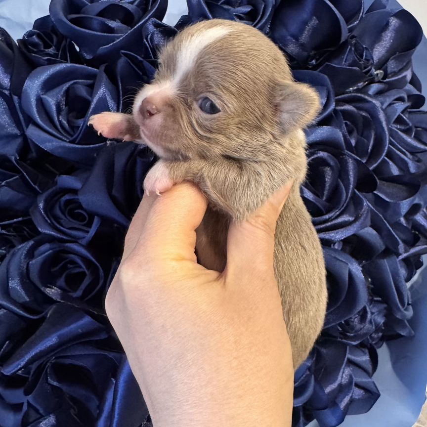 Чихуахуа, щенок