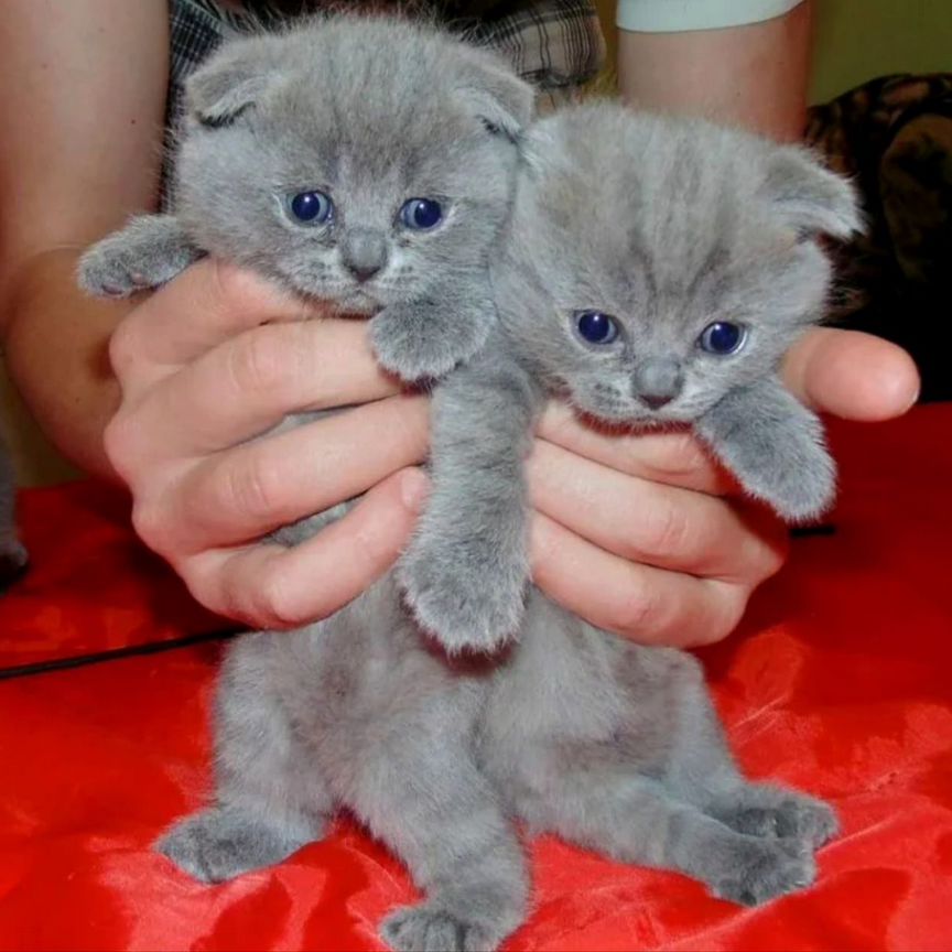 Голубые вислоухие плюшки)