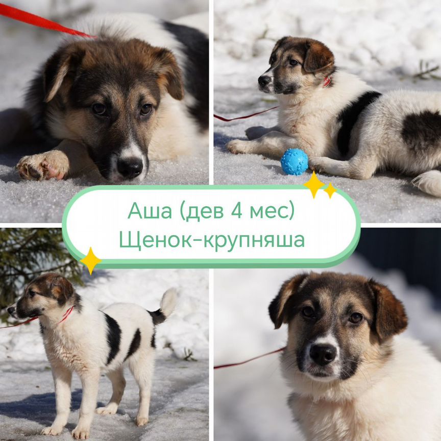 Щенок в добрые руки