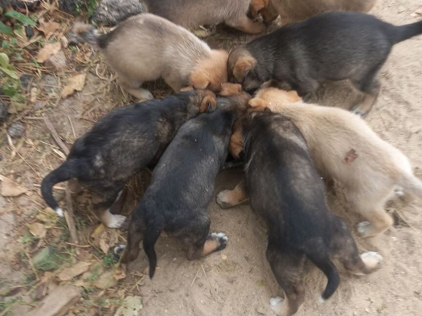 Щенки бесплатно