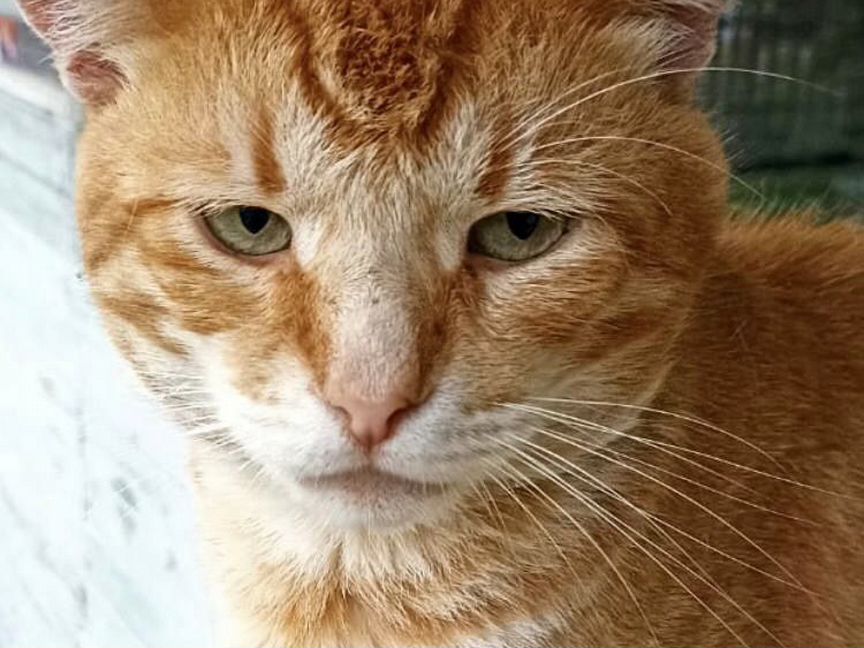 Супер ласковый Рыжий кот