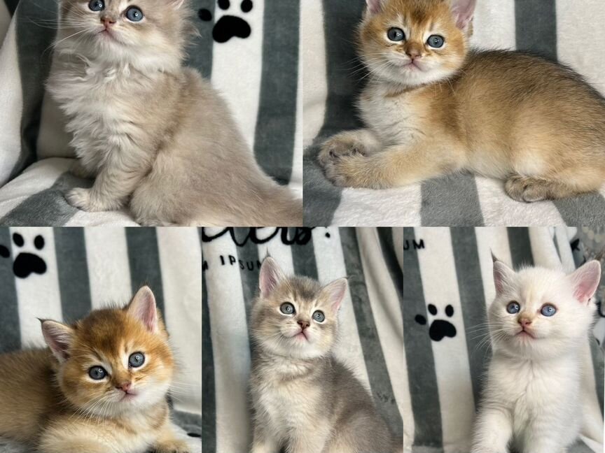 Британские котята золотая шиншилла