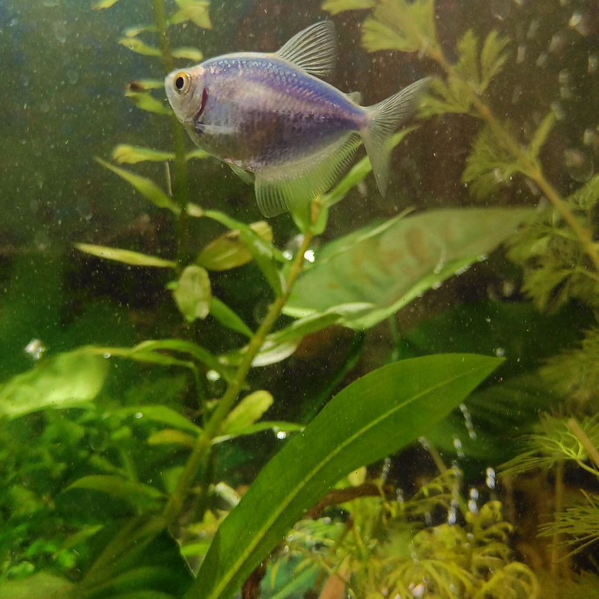 Тернеции glofish