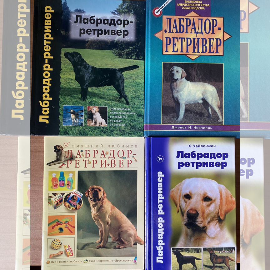 Лабрадор-ретривер