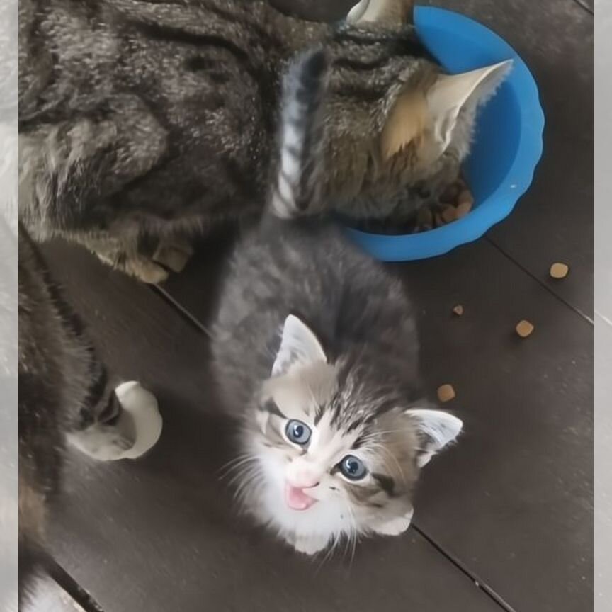 Котята в комплекте с улыбками