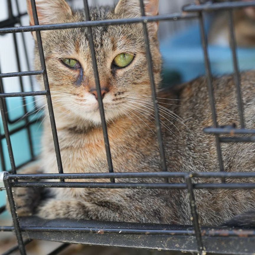 Отдам привитую и стерилизованную кошечку в добрые