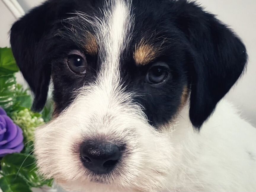 Джек Расселл терьер мальчик