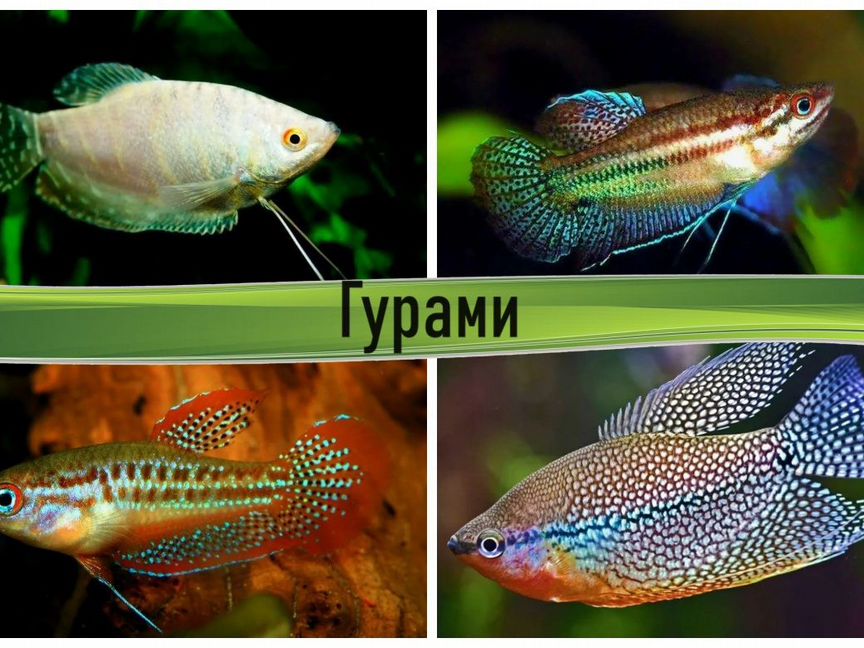 Аквариумные рыбки гурами в ассортименте