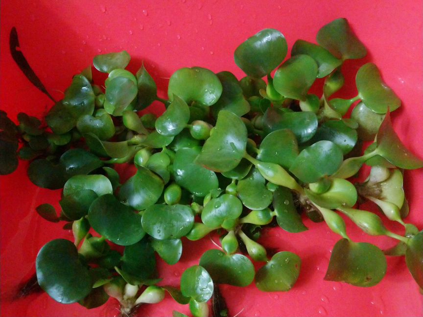 Свежая прополка