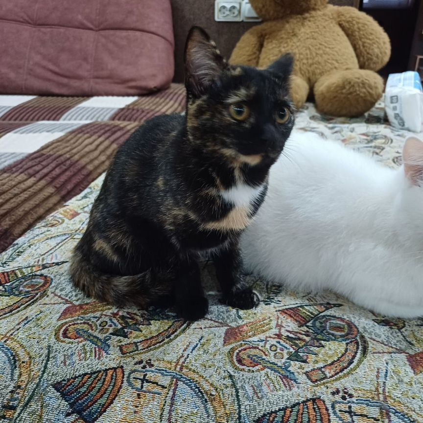 Котёнок в добрые руки