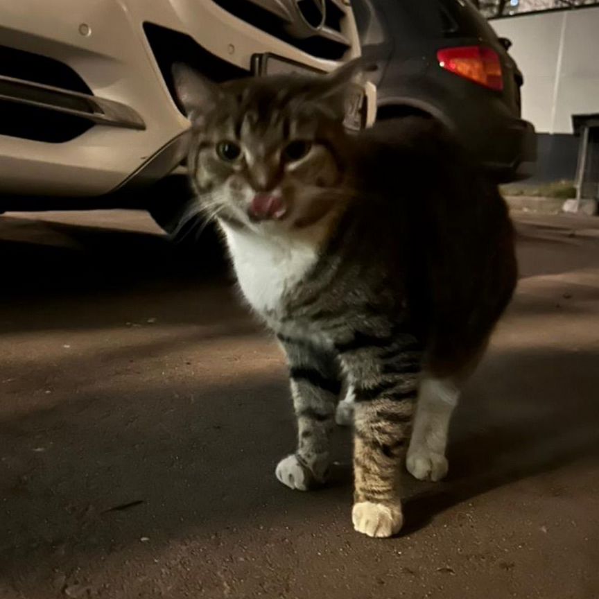 Брошенная кошка