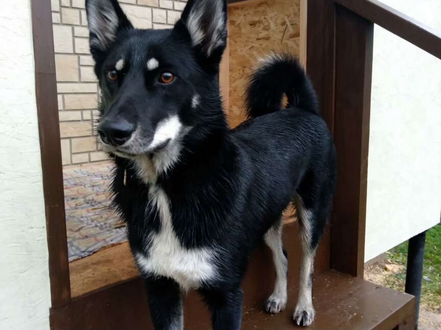 Метис Лайки