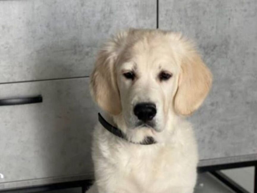 Щенки золотистого ретривера