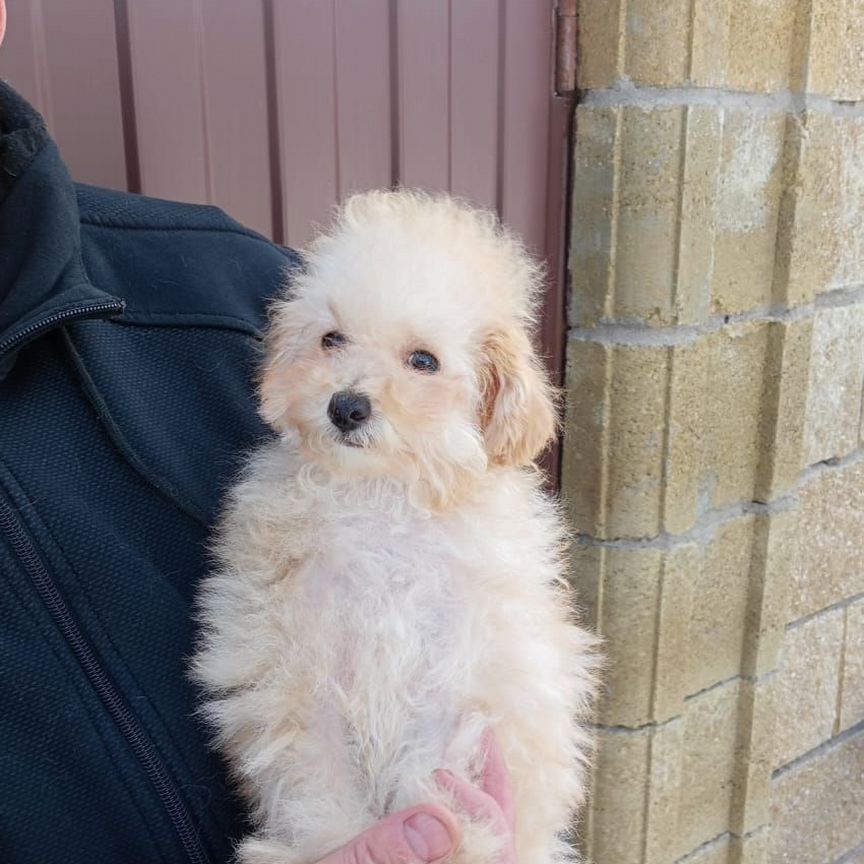 Той пудель милый пупсик